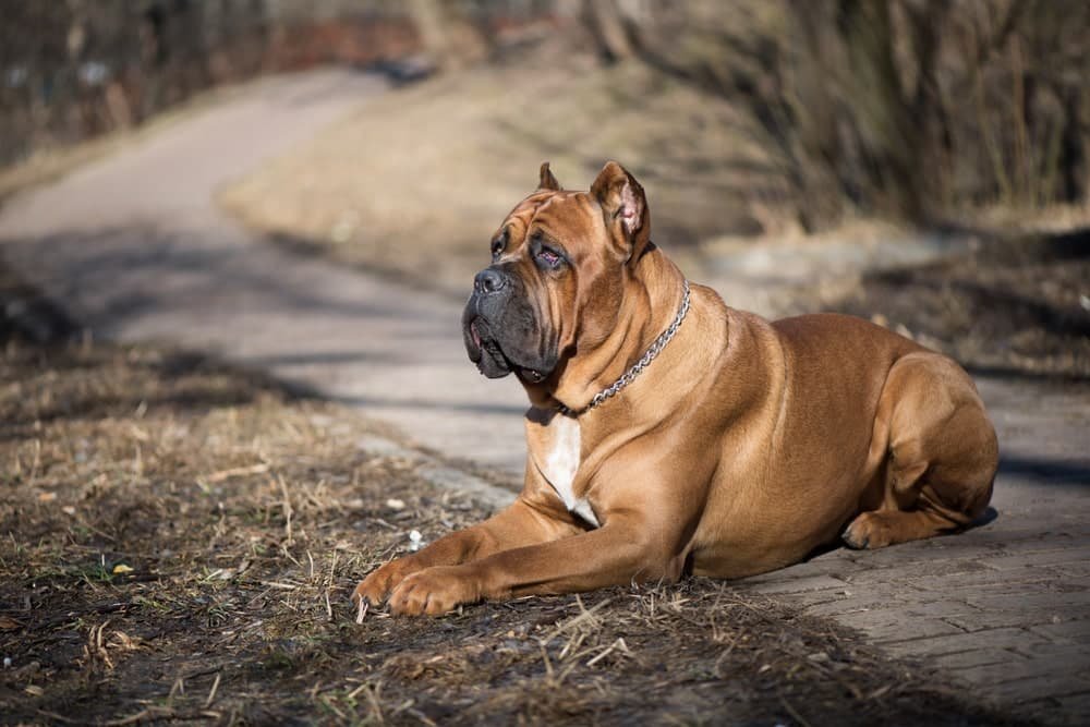 Dog Owner’s Guide on King Cane Corso